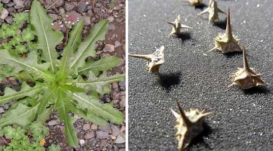 Growing on the High Plains: Prickles & Stickles | HPPR