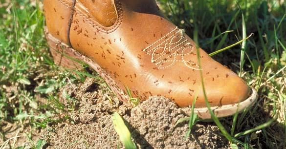 'Texas Two-Step' Recommended For Treating Fire Ants; Master Gardeners ...