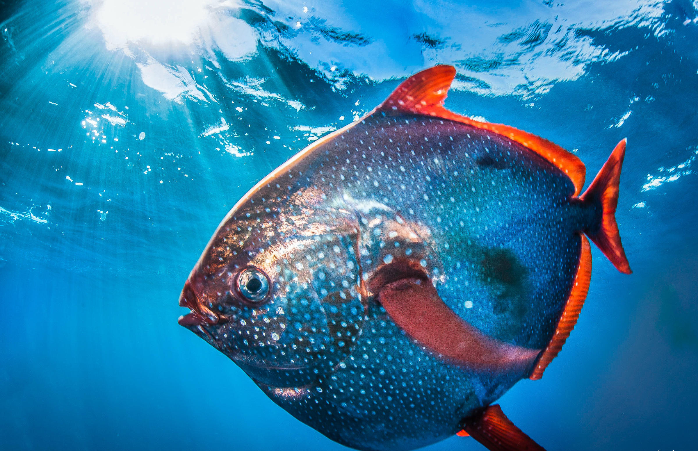 Opah: First Discovered Warm-Blooded Fish | Hawaii Public Radio