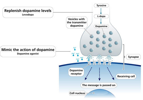 Dopamine Agonists and Compulsive Behavior in Older Adults | KSFR