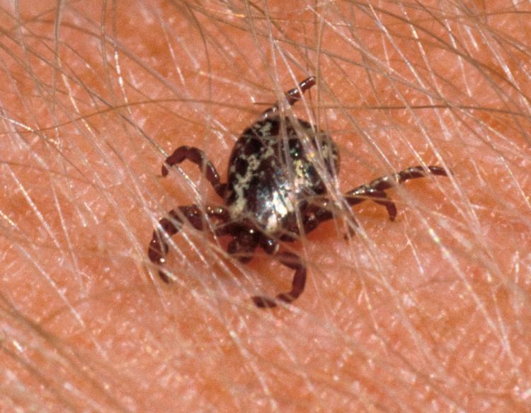 Missouri Conservation Officials Mail Us Your Ticks Ksmu Radio