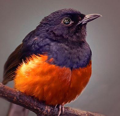 The Science Behind The Squawk: How Bird Songs Are Formed And Used ...