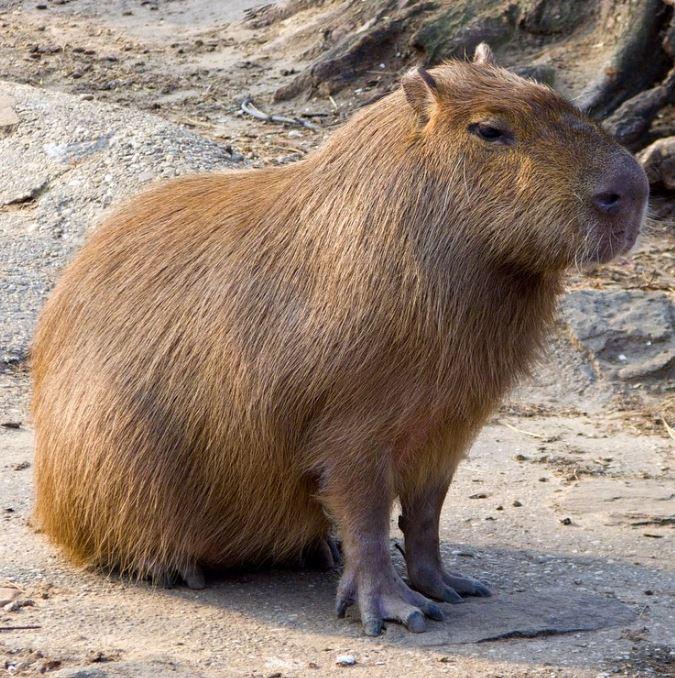 Newest Dickerson Park Zoo Residents Are World's Largest Rodents | KSMU ...