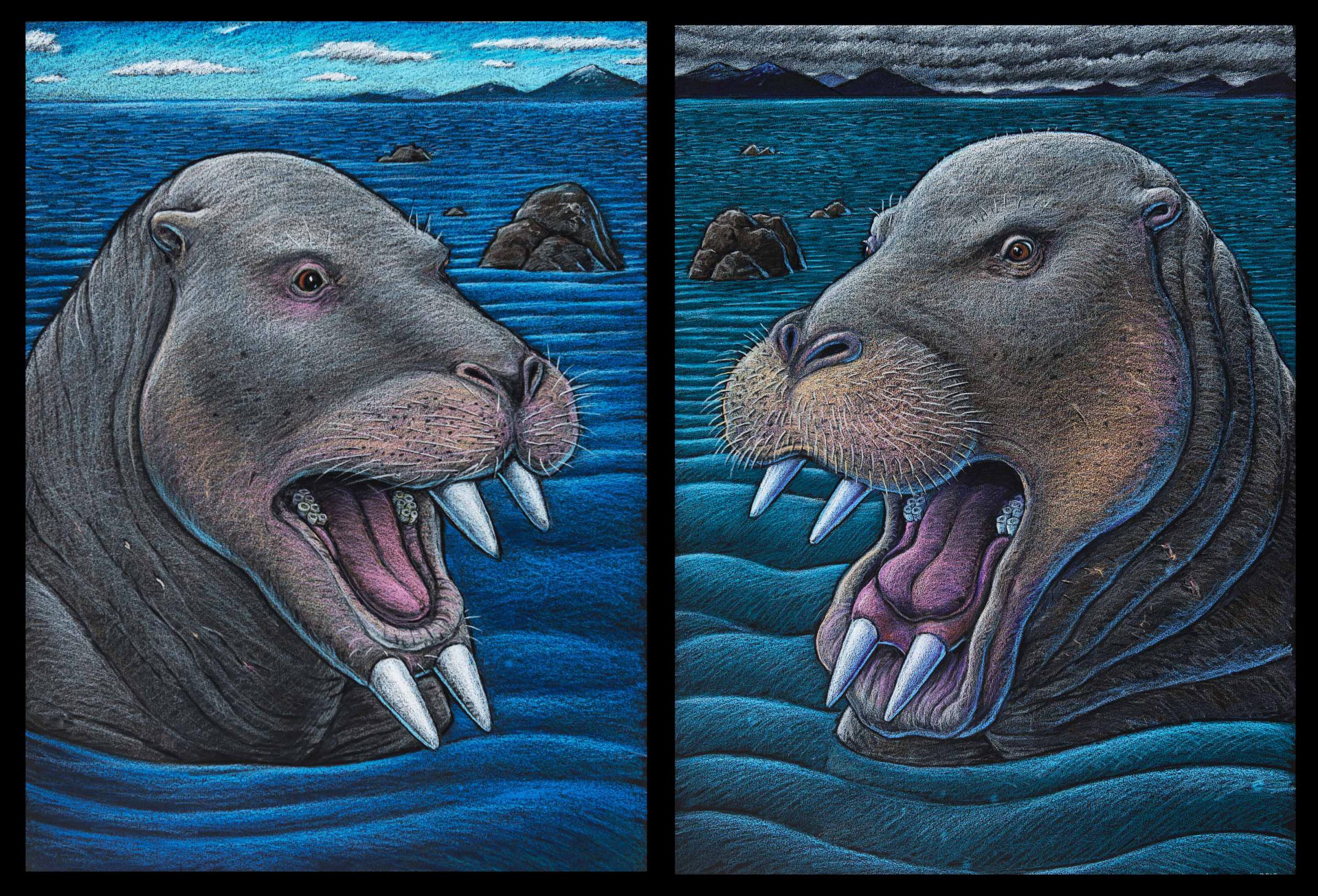 MOTA Purchases Desmostylus Drawings | KUCB