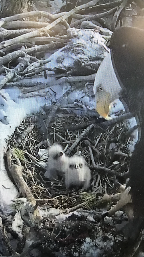 Proud Parents Show Off Inland Empire's New Baby Eagles To Worldwide ...