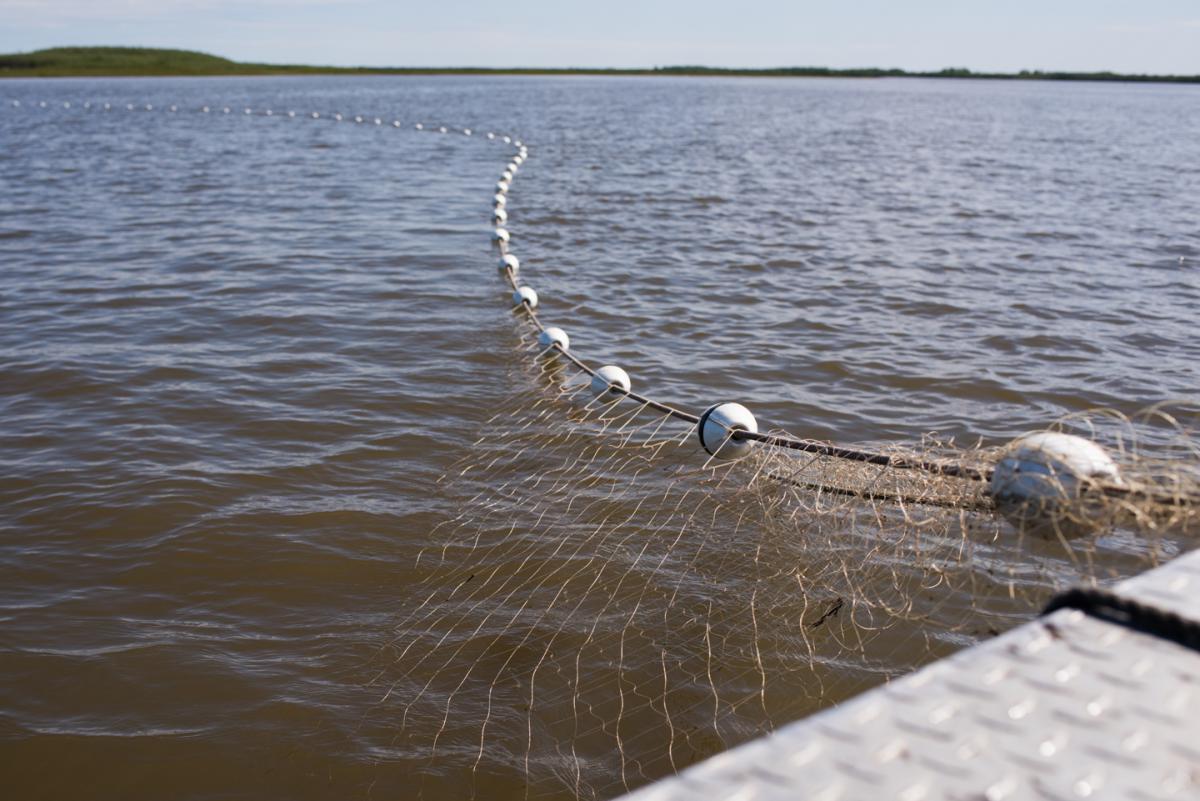 Kuskokwim Federal Waters Opening To Gillnets For 12 Hours On July 5 | KYUK