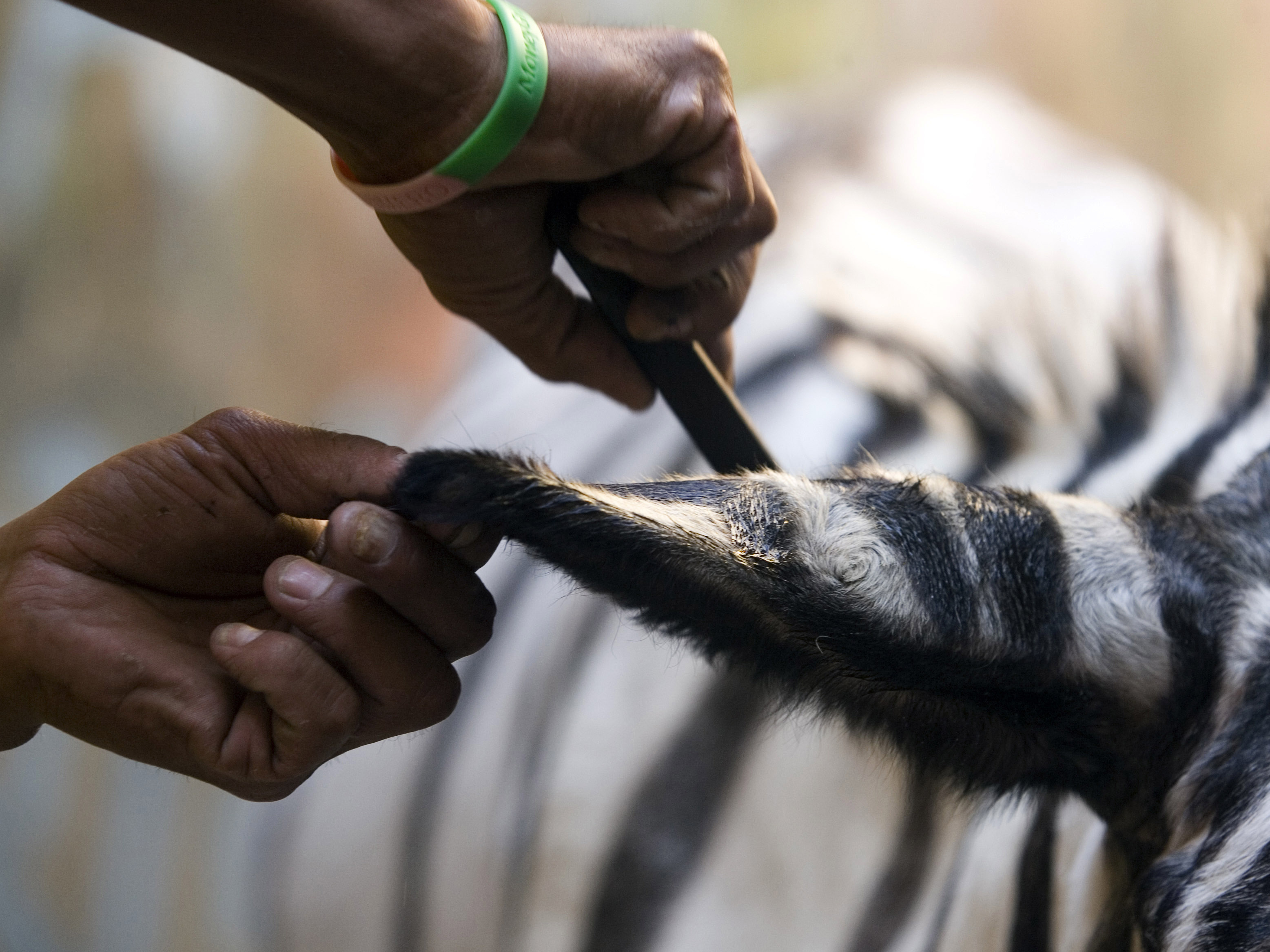 Zonkeys Of Tijuana