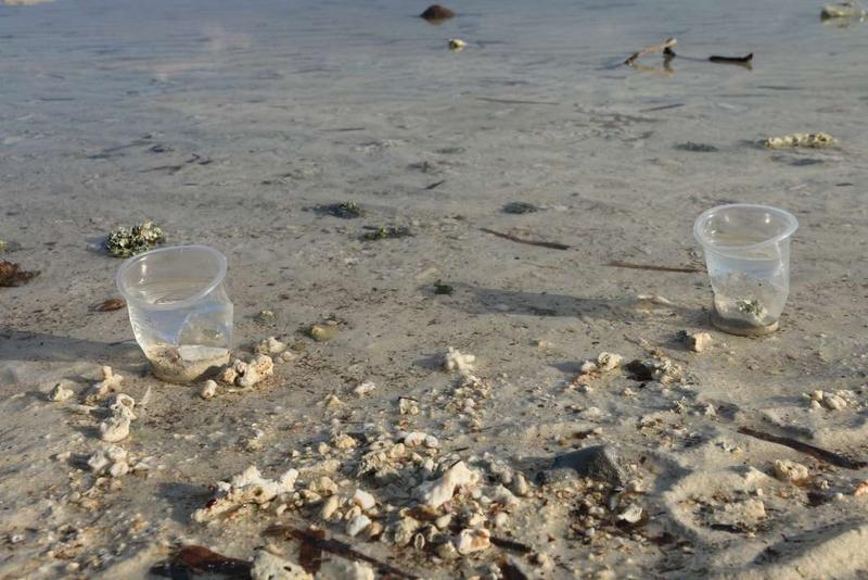 Waste Pollution In Florida