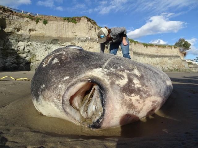Scientists Shocked By Rare, Giant Sunfish Washed Up On California Beach ...