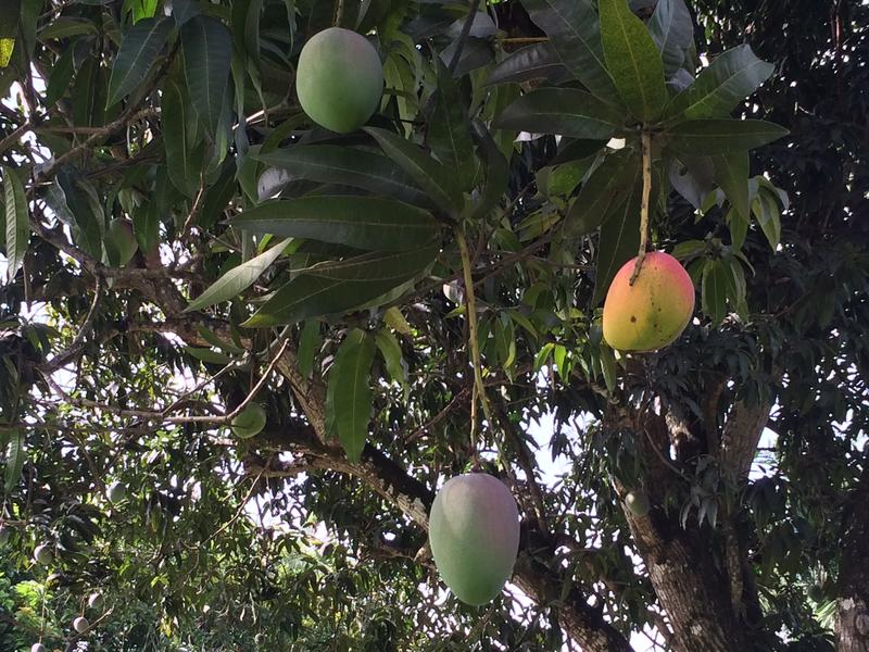 Yes South Florida You Can Grow A Mango Tree On Your Apartment Balcony Wusf News 