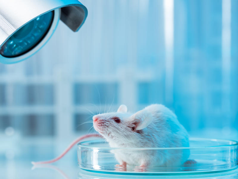 Mice That Hear Imaginary Sounds May Help Explain Hallucinations In 