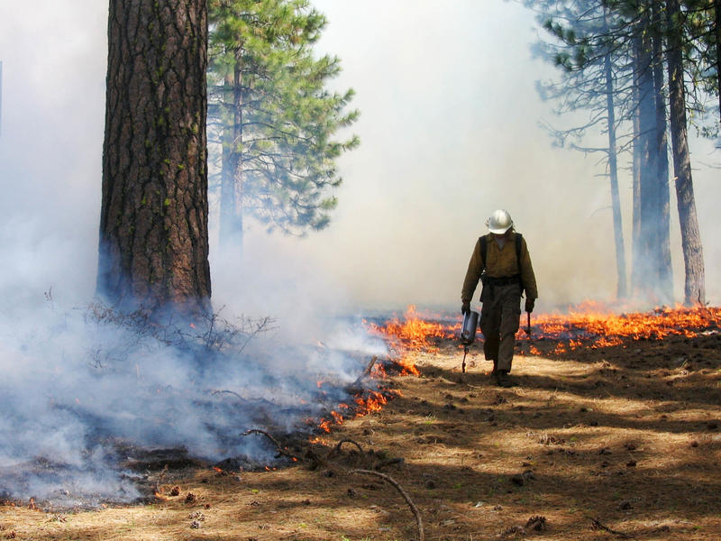 With Extreme Fires Burning Forest Service Stops Good Fires Too Valley Public Radio