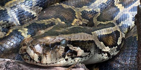 How To Eradicate Pythons? Get Them ‘To Come To Us,’ Expert Says | WLRN