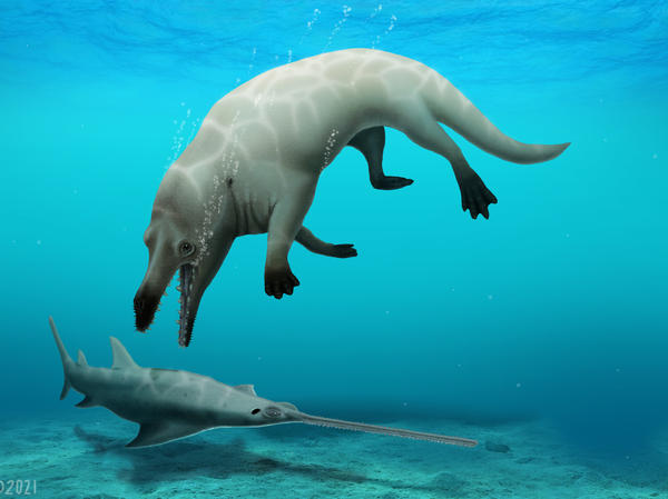 Scientists Discover Fossil Of A 4-Legged Whale With A Raptor-Like ... Scientists Discover Fossil Of A 4-Legged Whale With A Raptor-Like ...
