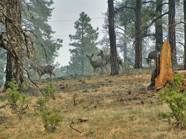 National Forest Hunting Rules