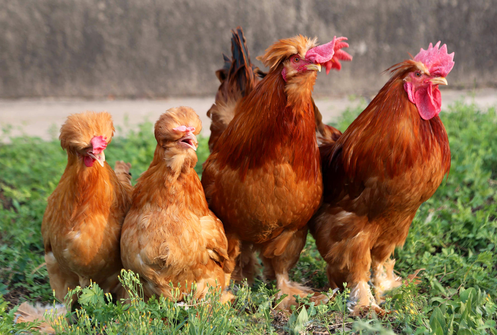 Chicken Bird