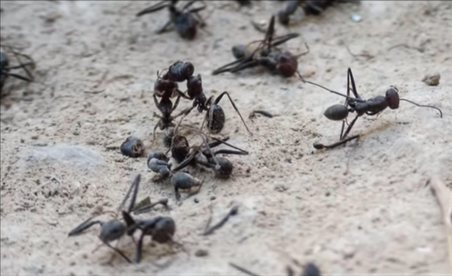 Ant Man Stars Ants
