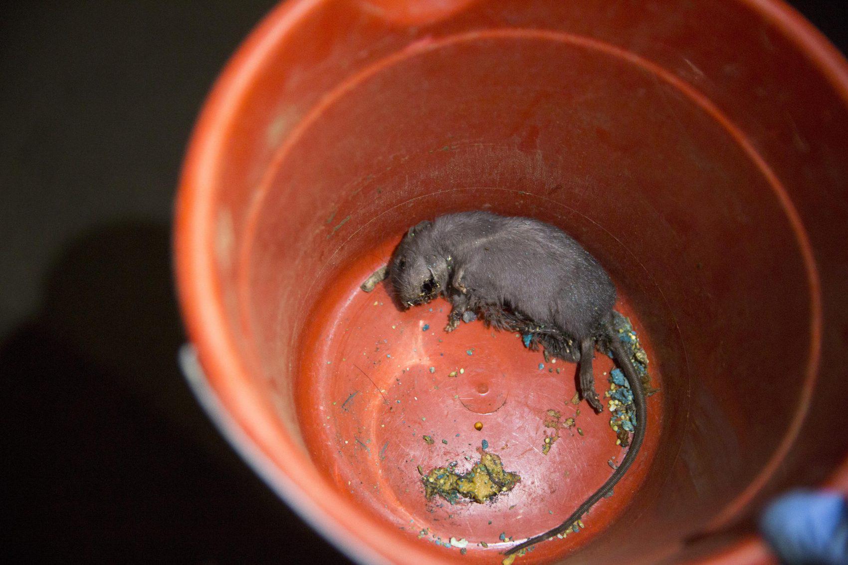 Big City Rats And How To Get Rid Of Them | KUOW News and Information