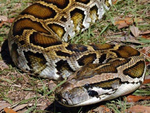 Scientists Studying New 'Hybrid' Pythons In The Everglades | WGCU News