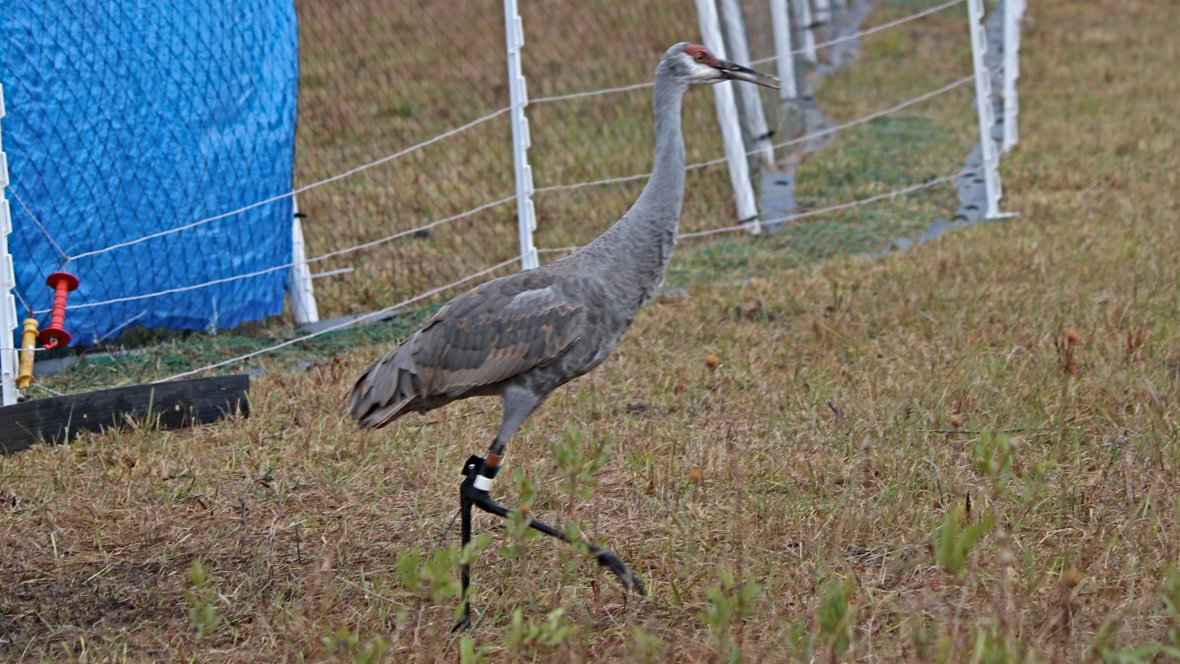 Yulee’s White Oak Conservation Releases 3 Endangered Cranes To The Wild ...