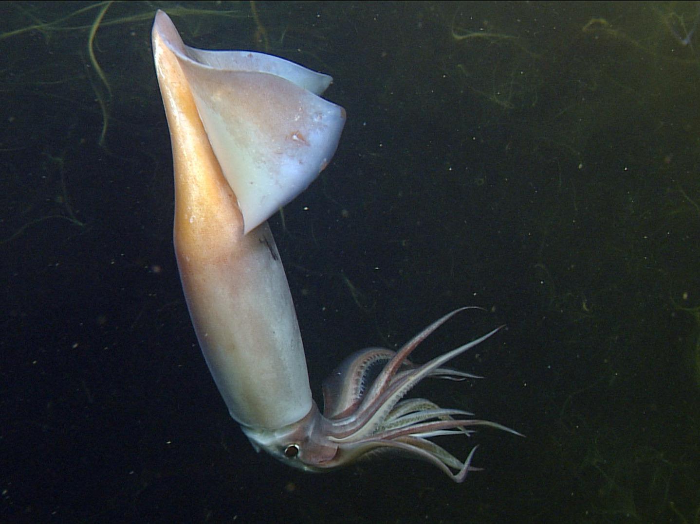 Deep Sea Squid Communicate by Glowing Like E-Readers | 90.3 KAZU