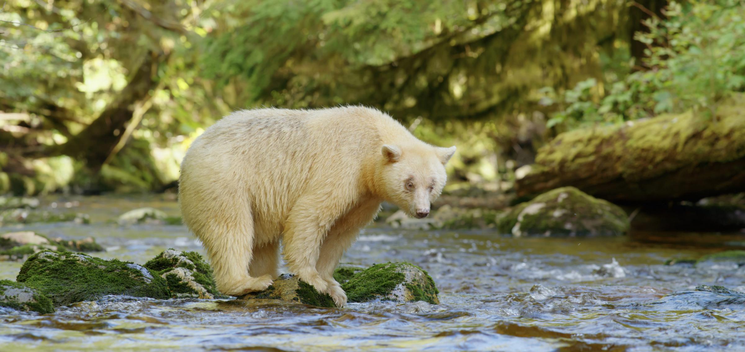 The Rare Elusive Spirit Bears Of British Columbia NPR Illinois The Rare Elusive Spirit Bears Of British Columbia NPR Illinois