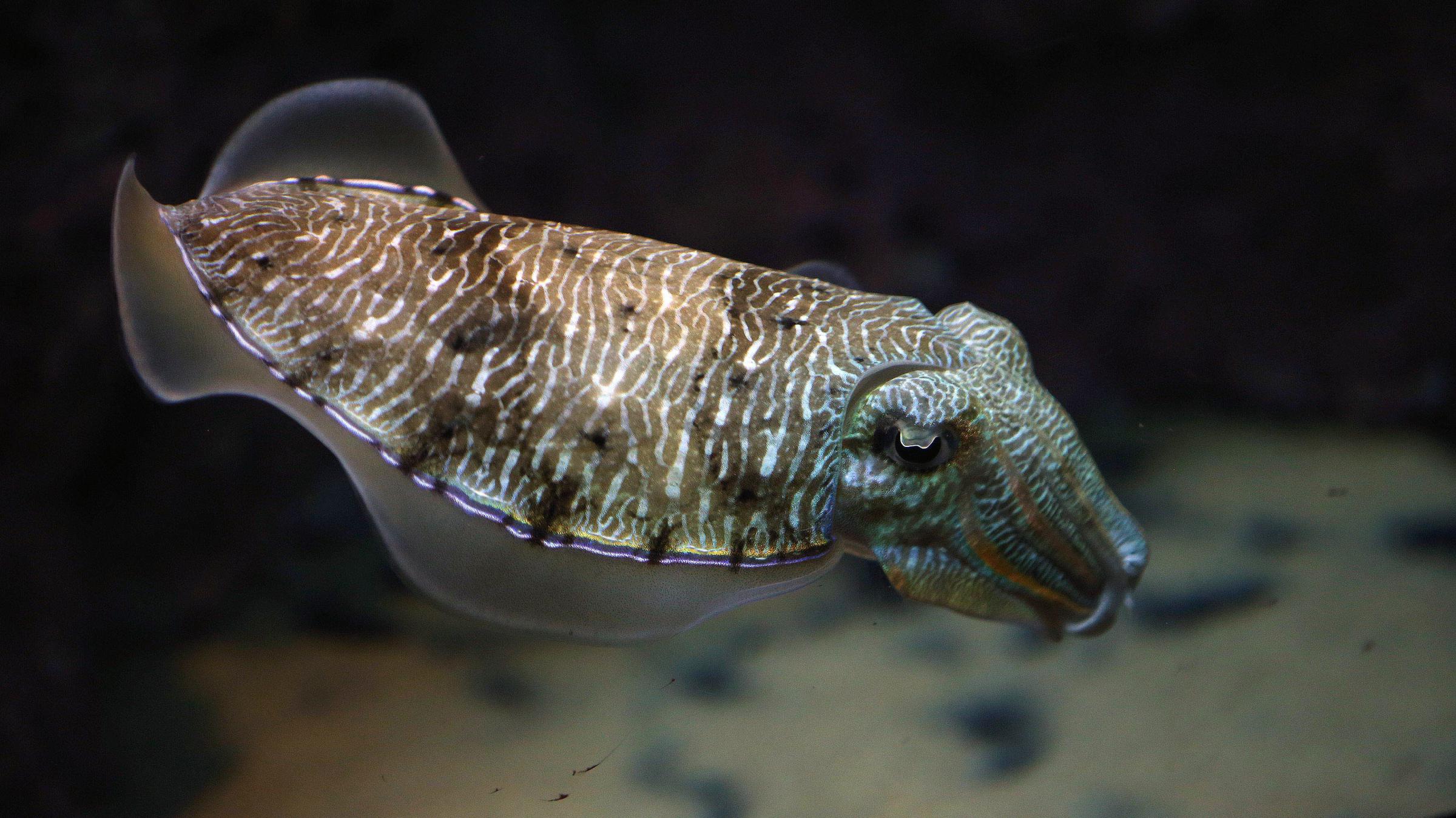 Why Cuttlefish Are Smarter Than We Thought | KGOU