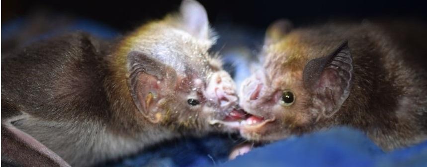 Global Warming, Development Could Bring Vampire Bats to Florida | WJCT NEWS