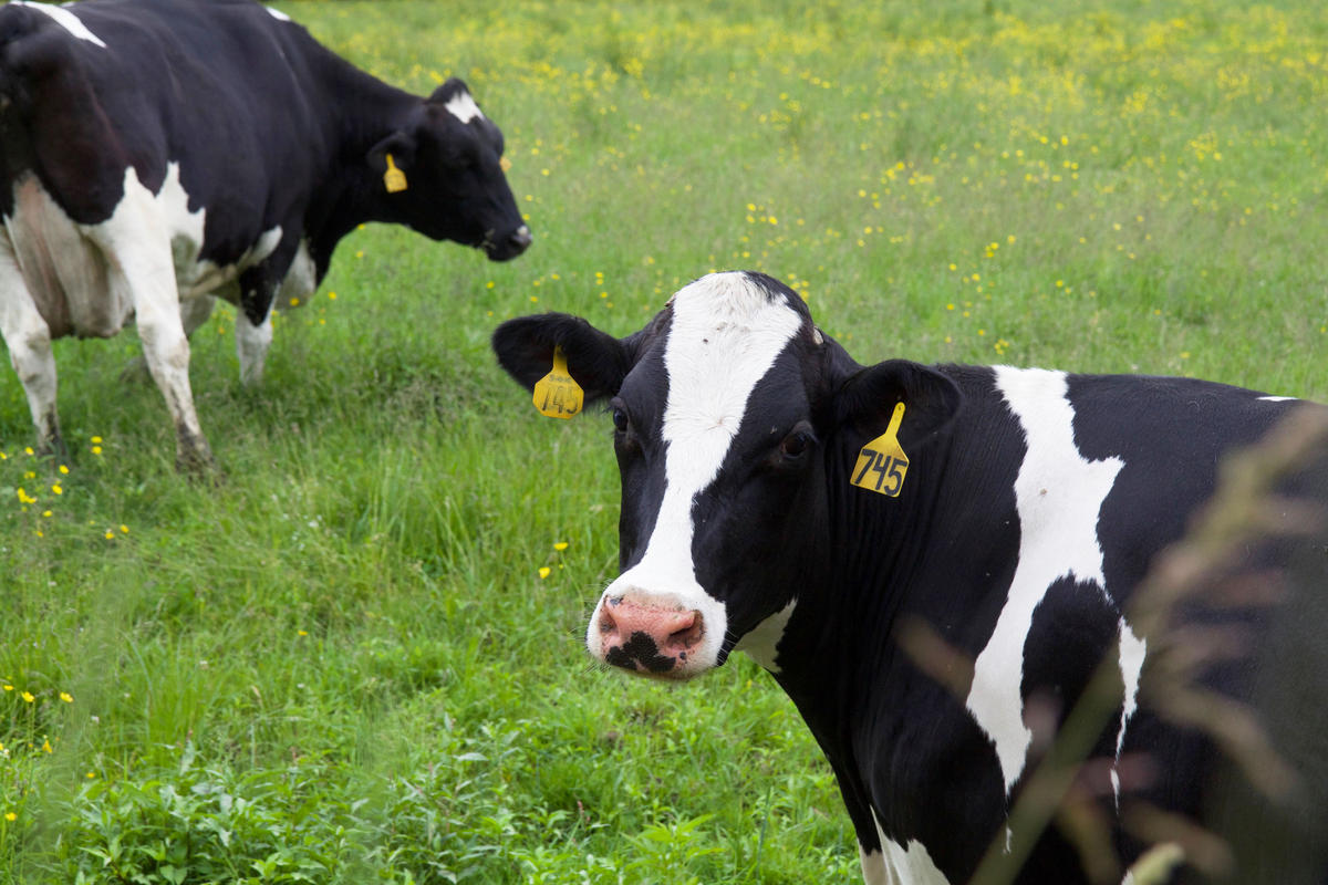 He added that DFA can offer needed money to upgrade the St. Albans ...