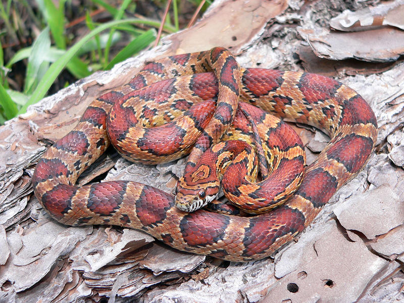 Snakes Lurking In Atlanta Are More Active In Late Summer | WABE 90.1 FM