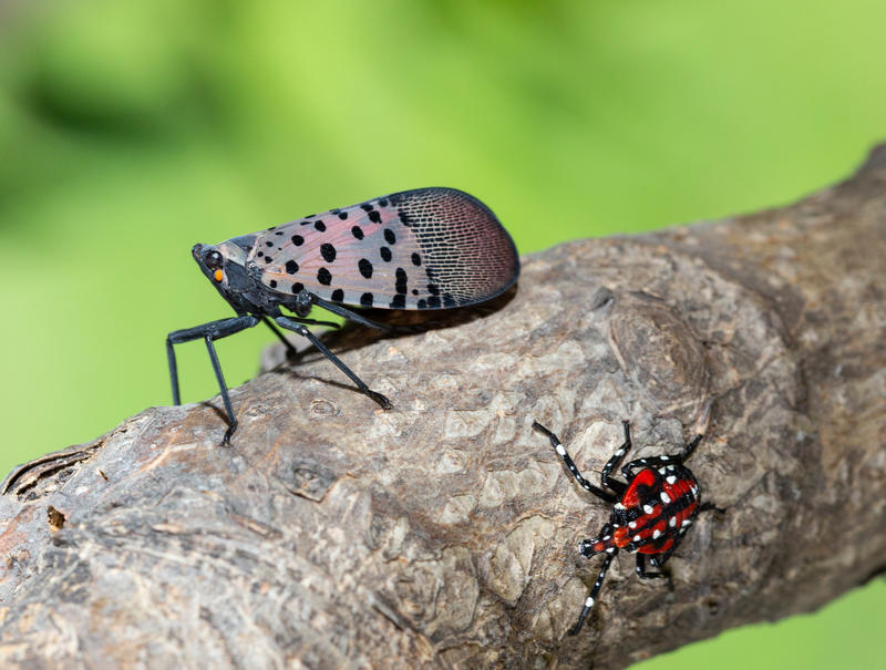 Invasive Insect That Harms Wine Grapes, Fruit Trees Spotted In Indiana ... Invasive Insect That Harms Wine Grapes, Fruit Trees Spotted In Indiana ...