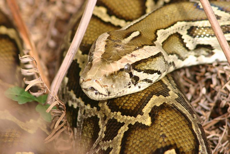 Feds Say Hands Tied by Congress on Python Fight | WGCU News
