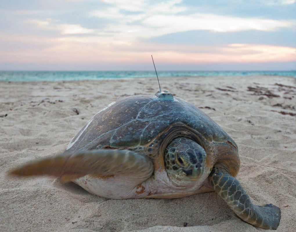 Florida Sea Turtles Make Comeback with Residents' Help | WJCT NEWS