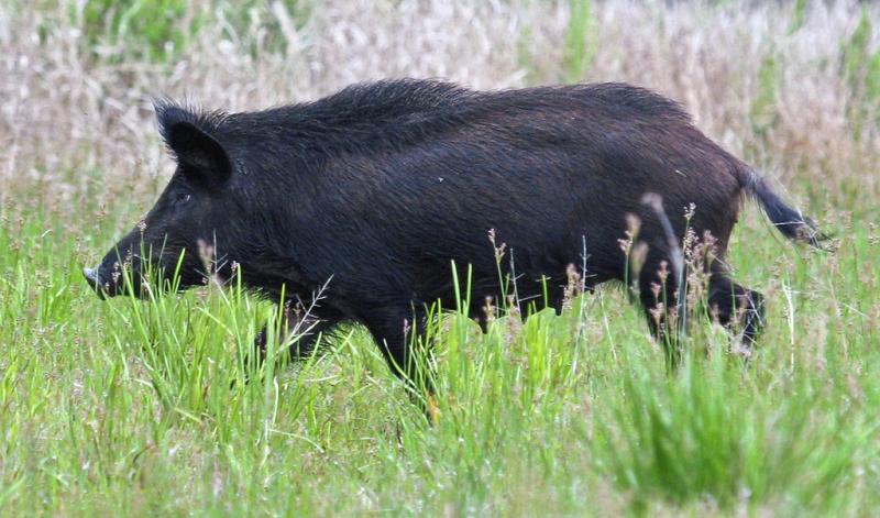 Wild Boar In Jacksonville Suburb Causes Concern | WJCT NEWS