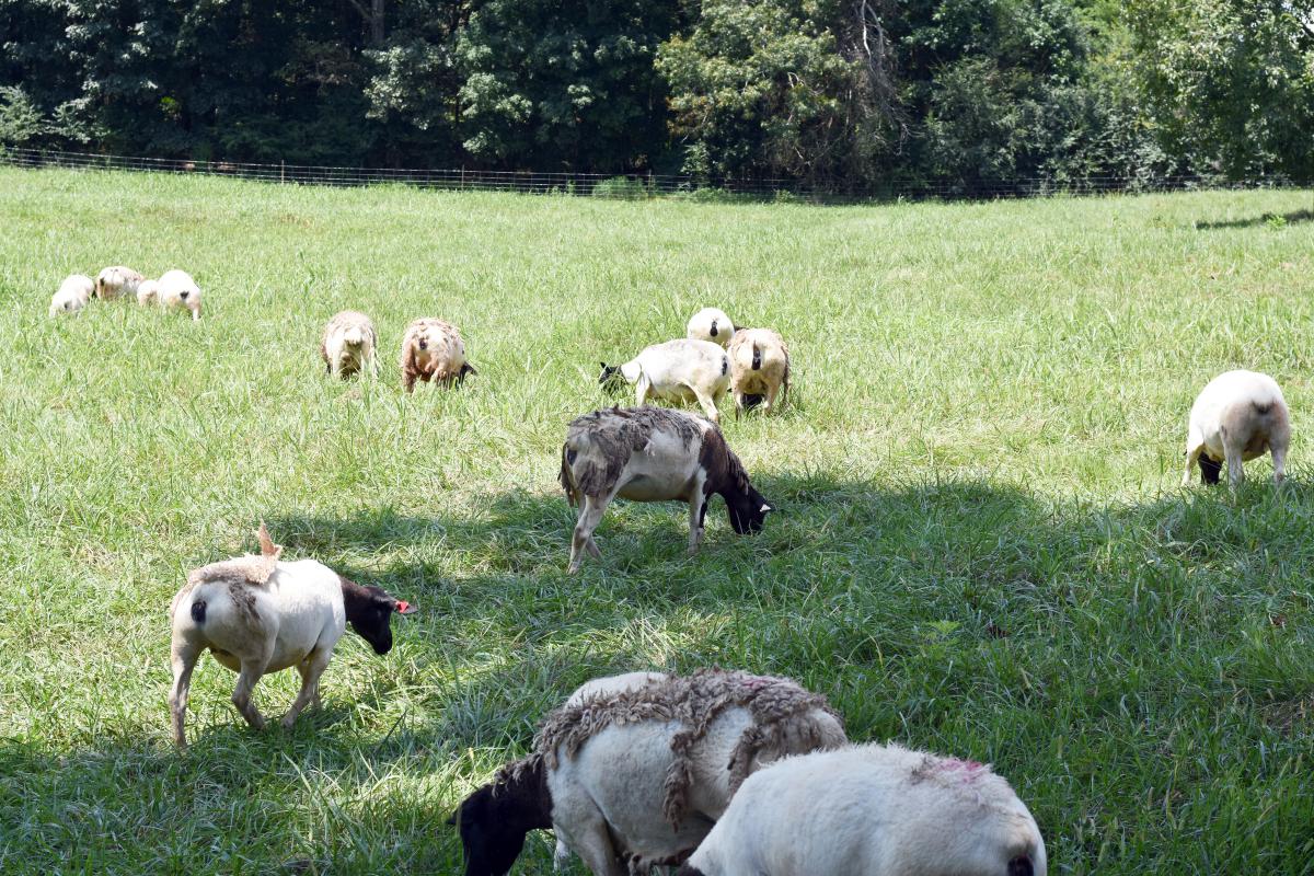 North Georgia Farmers Share Concerns With Rep. Doug Collins | Georgia ...