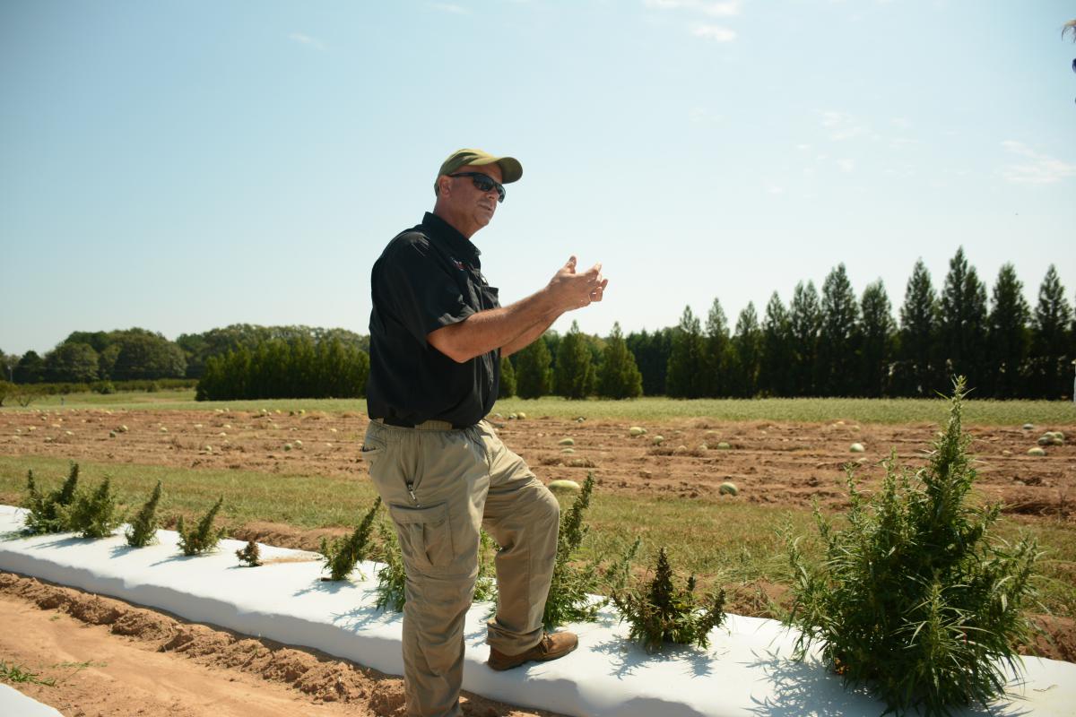A Look Inside Georgia's First Legal Industrial Hemp Field | Georgia ...