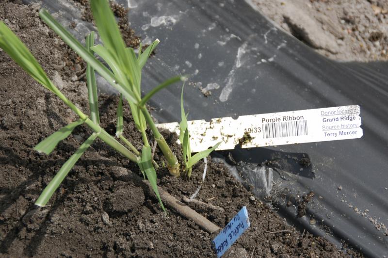 The Return Of Purple Ribbon Sugarcane | Georgia Public Broadcasting