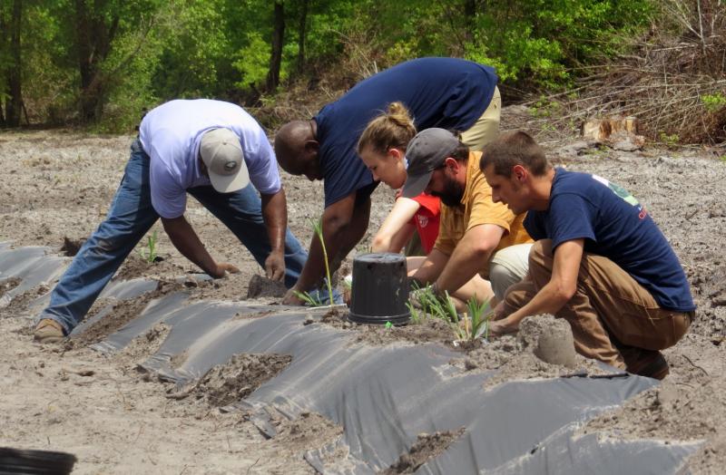 The Return Of Purple Ribbon Sugarcane | Georgia Public Broadcasting