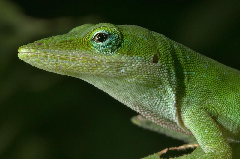 The Anoles of Baton Rouge – Anole Annals