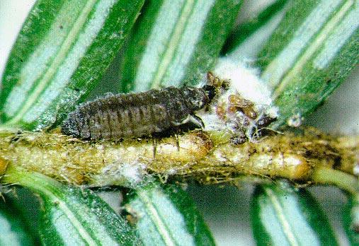 The Destructive Hemlock Wooly Adelgid | WUGA | University of Georgia