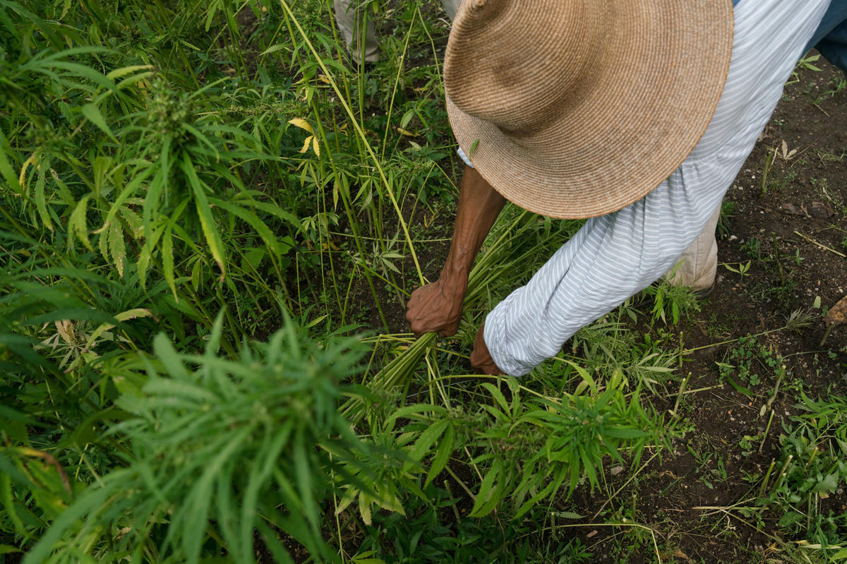 hemp-processing-plant-opens-in-kokomo-to-dry-process-crop-wvpe