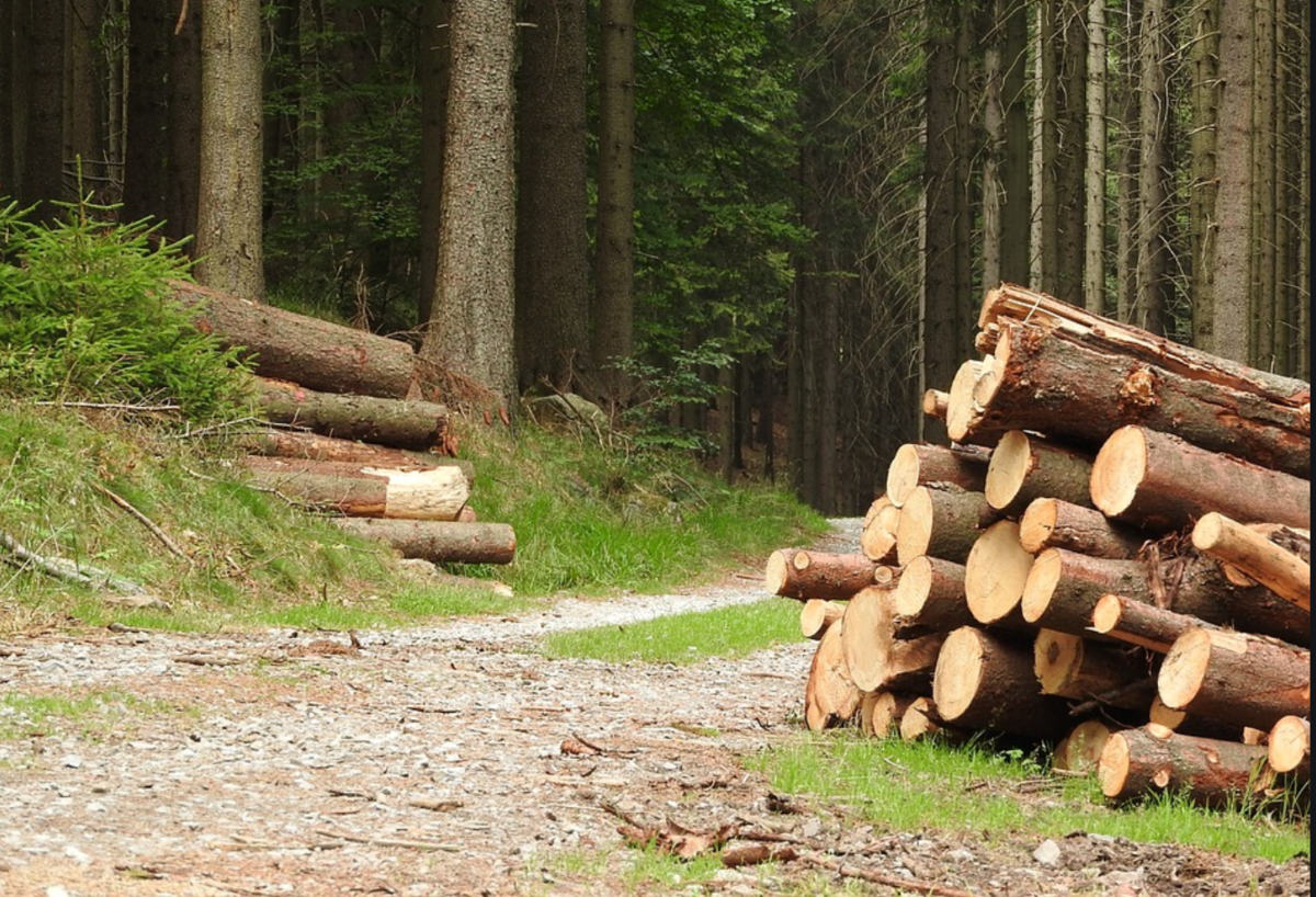 Vilas Committee Wants To Keep Logging Roads Open | WXPR