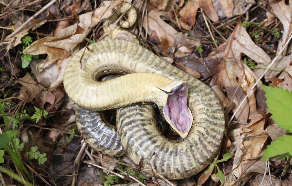 Best Dramatic Actor: The Eastern Hognose Snake | WXPR