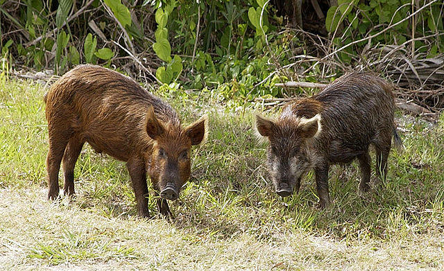 Wisconsin DNR Asks Hunters to Shoot Wild Pigs | WXPR